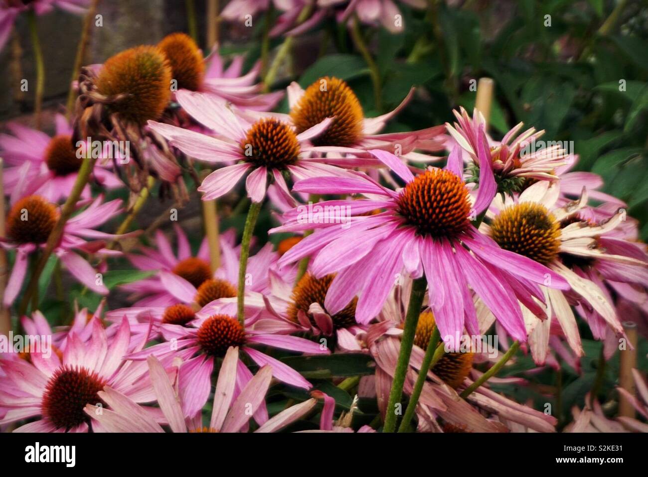Beautiful pink flowers Stock Photo - Alamy