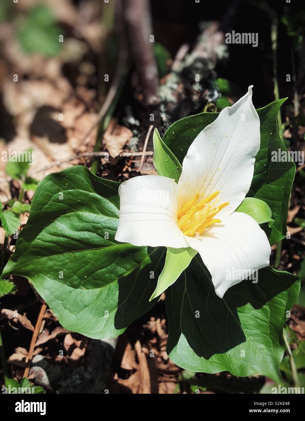 Trillium in bloom Stock Photo - Alamy