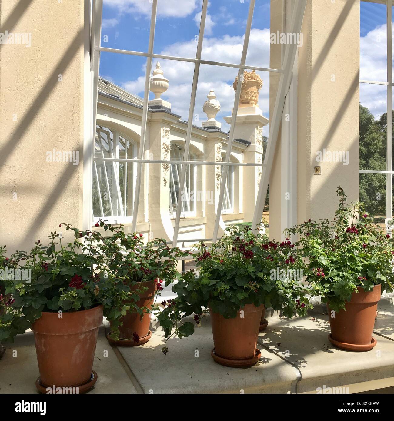 Terracotta pots of geraniums in the Temperate House, Conservatory, Kew ...