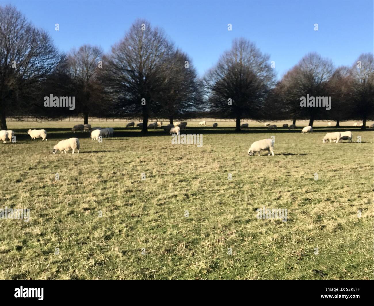 Blenheim Palace Estate Stock Photo - Alamy