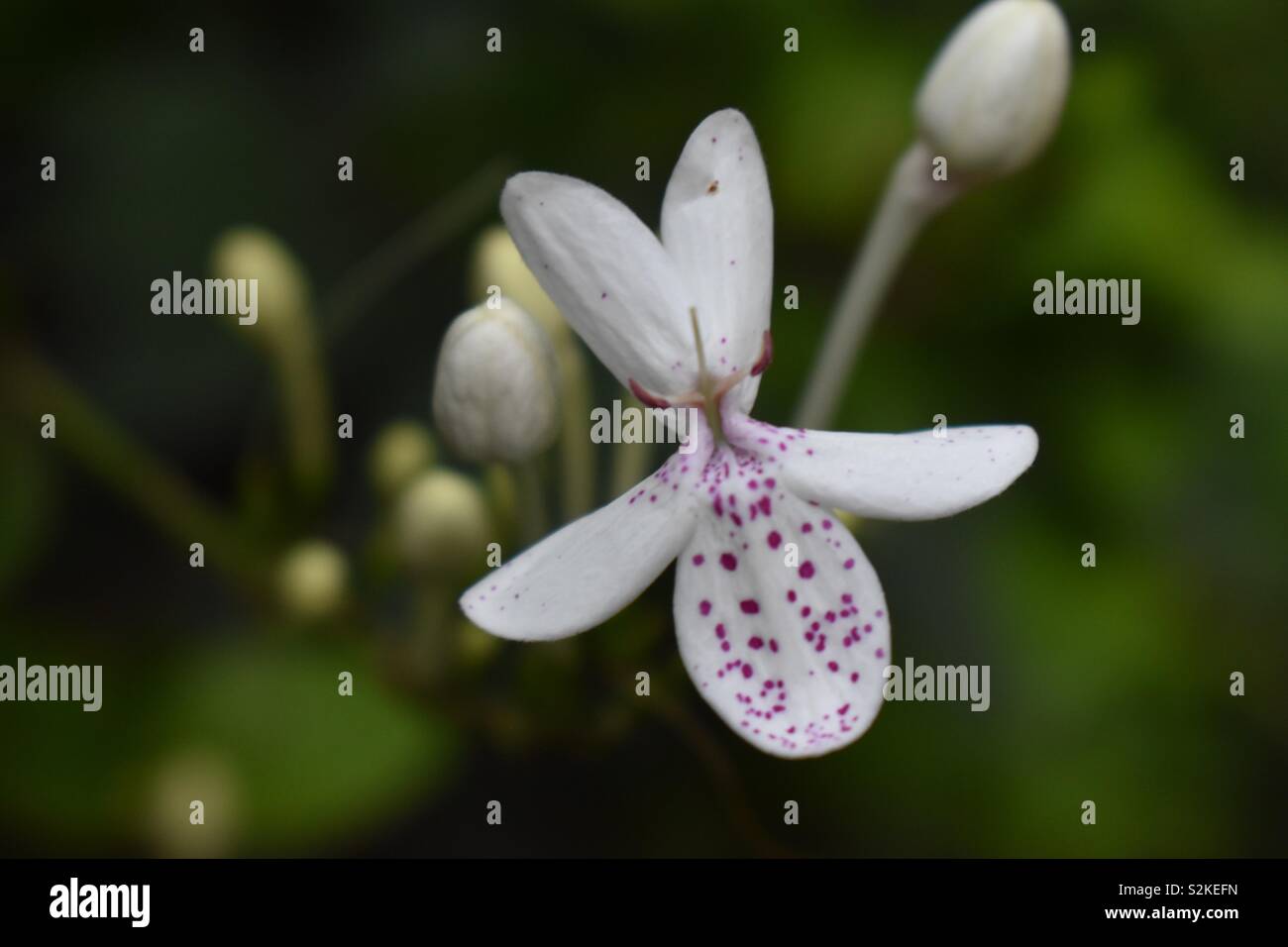 Small white flower hi-res stock photography and images - Alamy