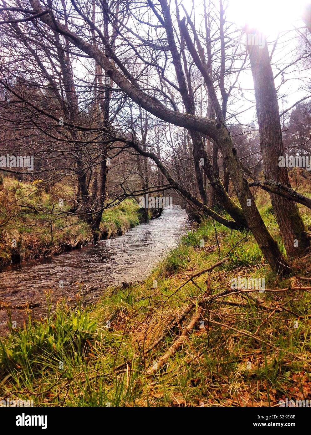 Scottish stream with trees Stock Photo - Alamy