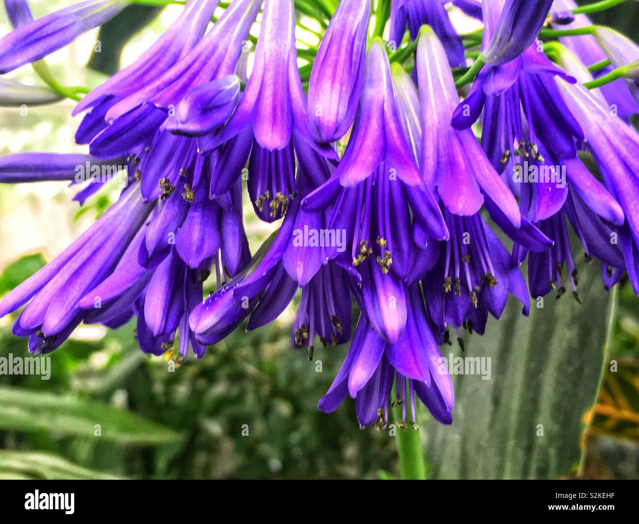Bunch of beautiful fresh Virginia bluebells flowers hanging around on ...