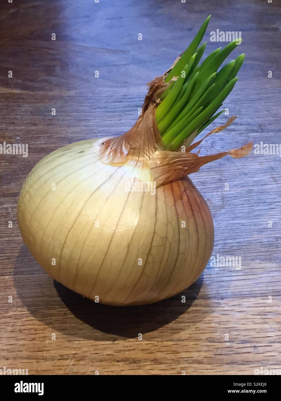 Seed Shoots High Resolution Stock Photography and Images - Alamy