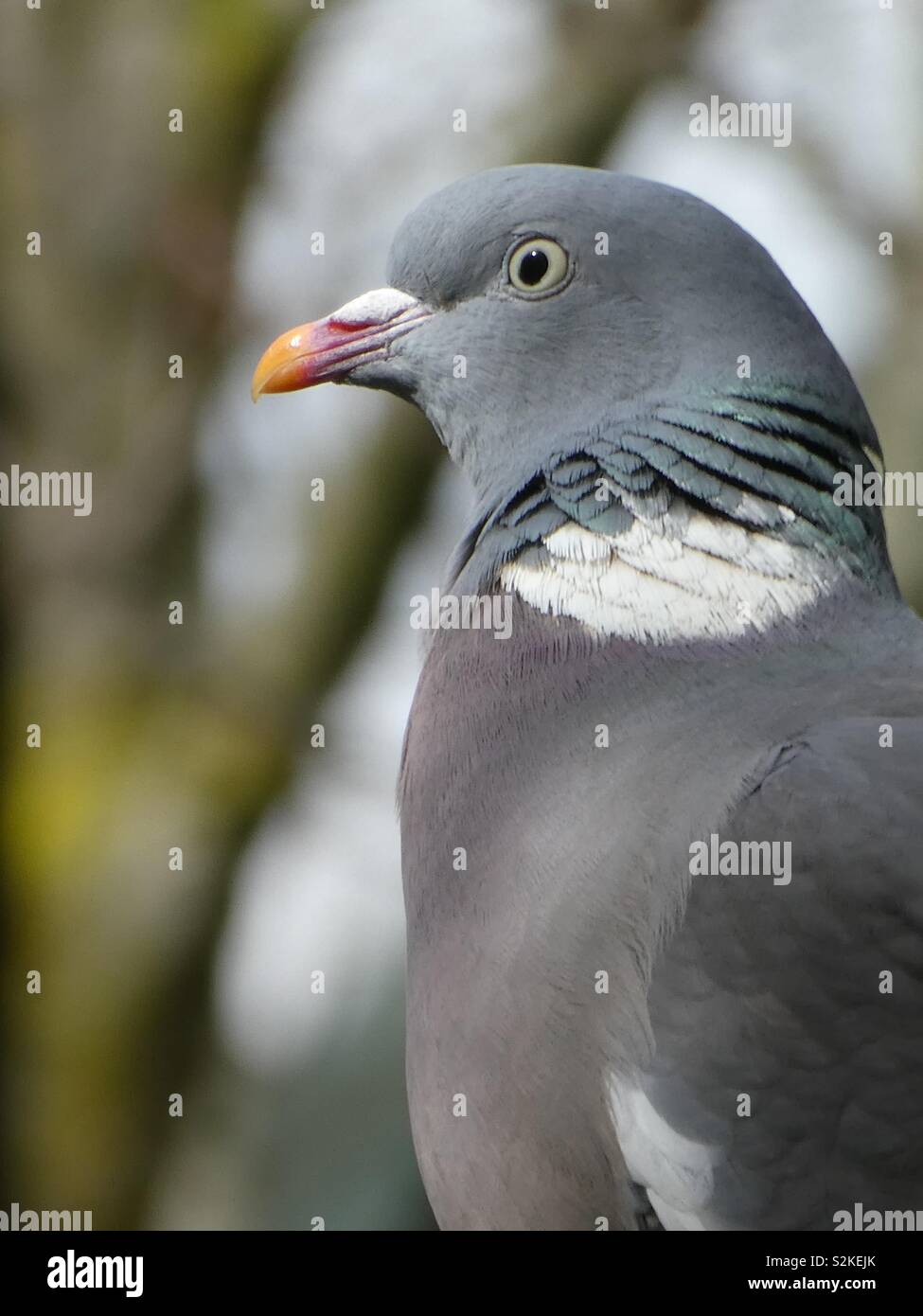 Pigeon Profile Stock Photos & Pigeon Profile Stock Images - Alamy