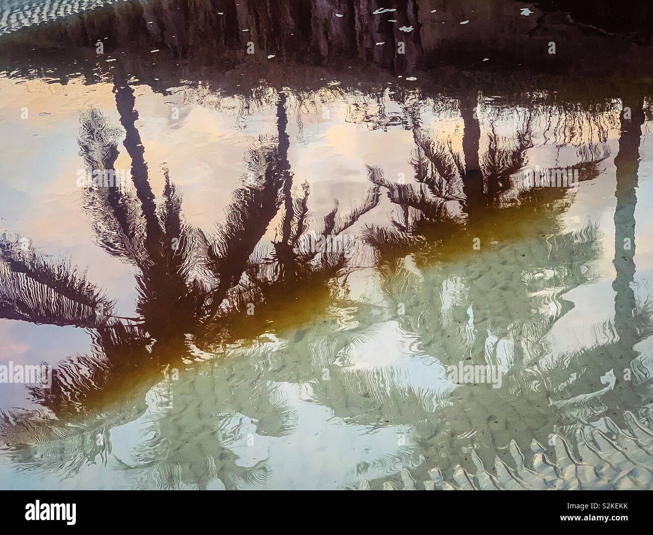 Artifact tree hi-res stock photography and images - Alamy