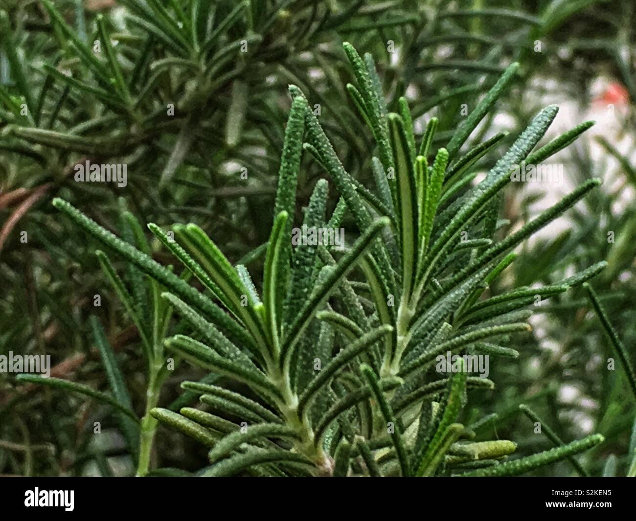 Fresh perfect aromatic rosemary, Rosmarinus officinalis, herb plant ...
