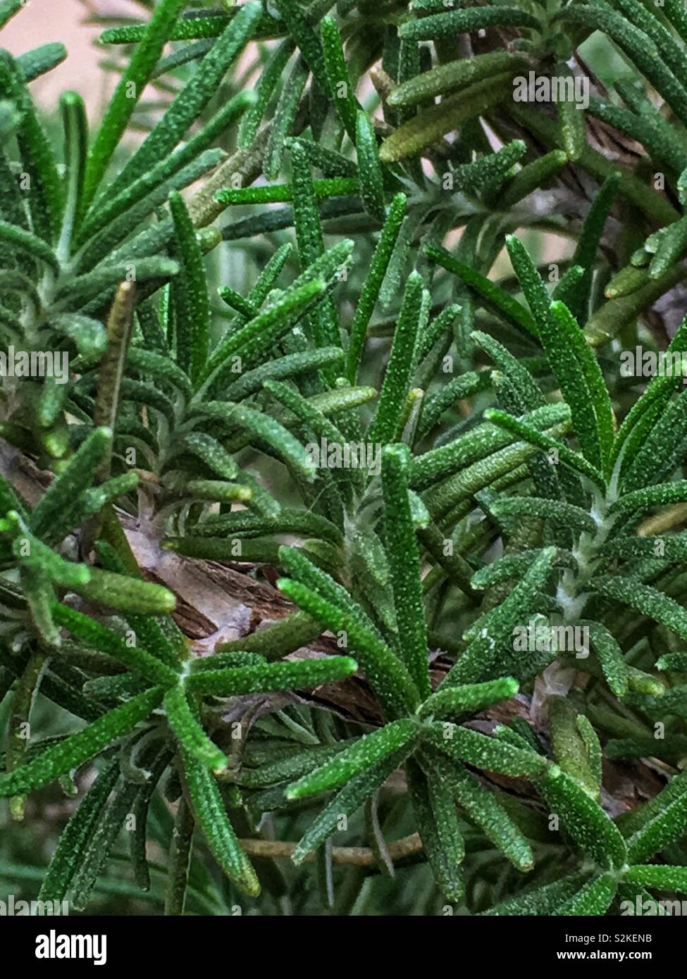 Fresh perfect aromatic rosemary, Rosmarinus officinalis, herb plant ...