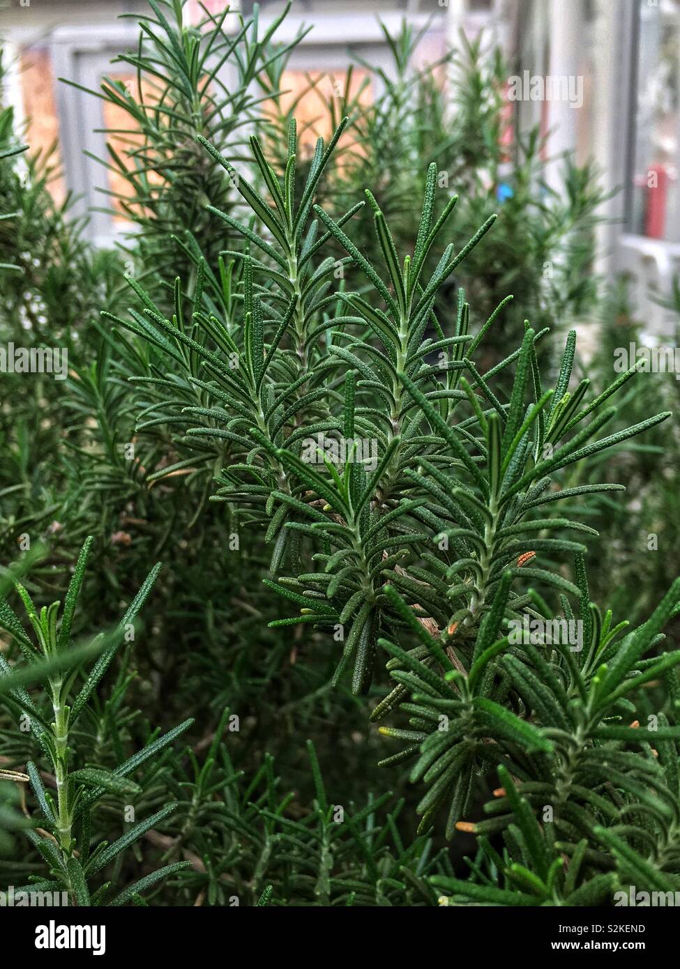 Fresh perfect aromatic rosemary, Rosmarinus officinalis, herb plant ...