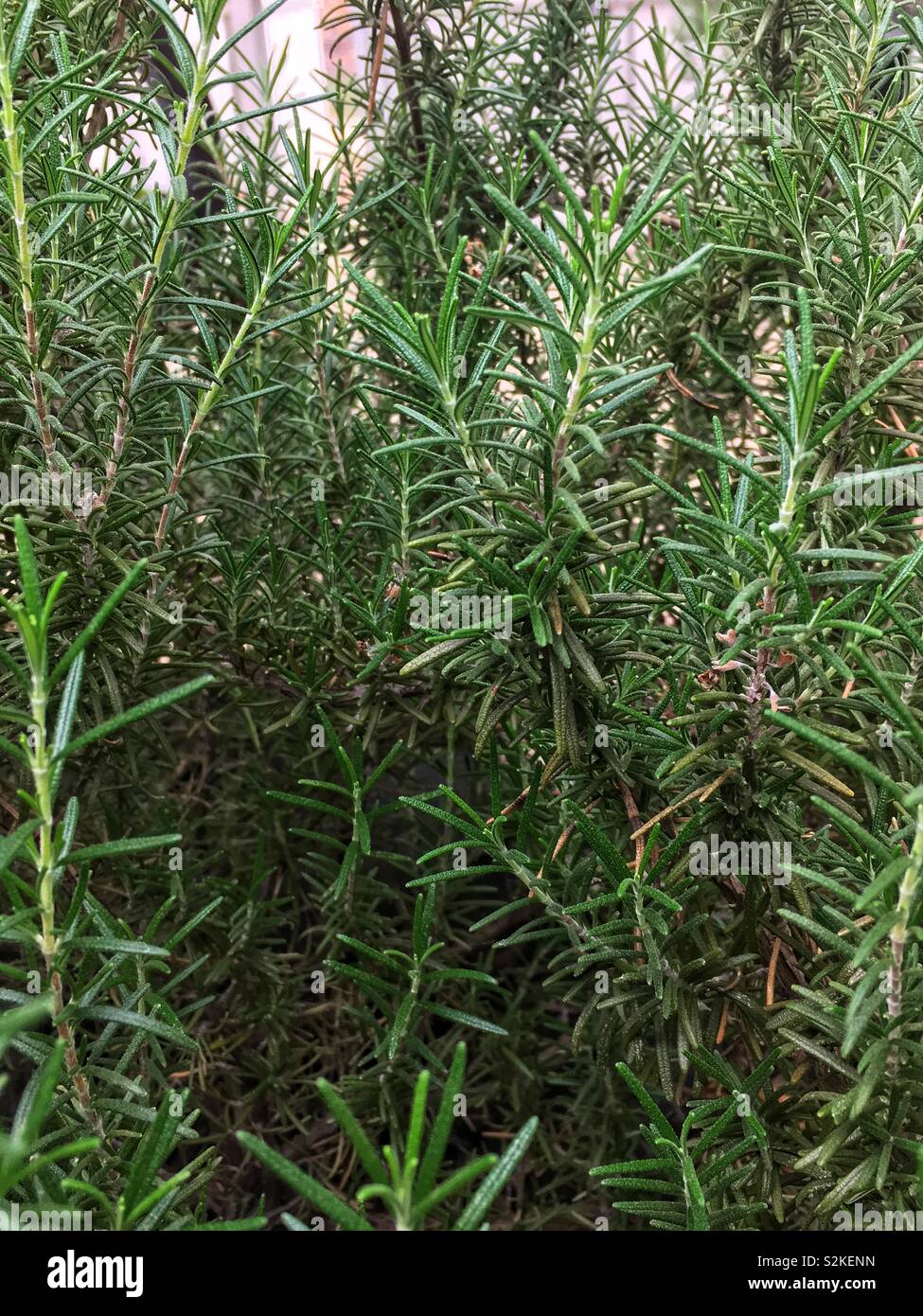 Fresh perfect aromatic rosemary, Rosmarinus officinalis, herb plant ...