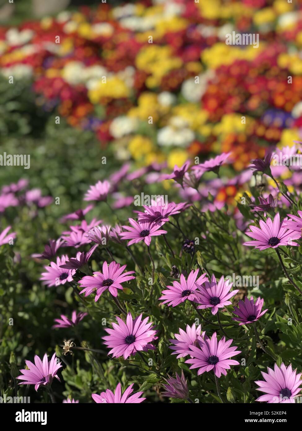 Lovely Colours High Resolution Stock Photography and Images - Alamy