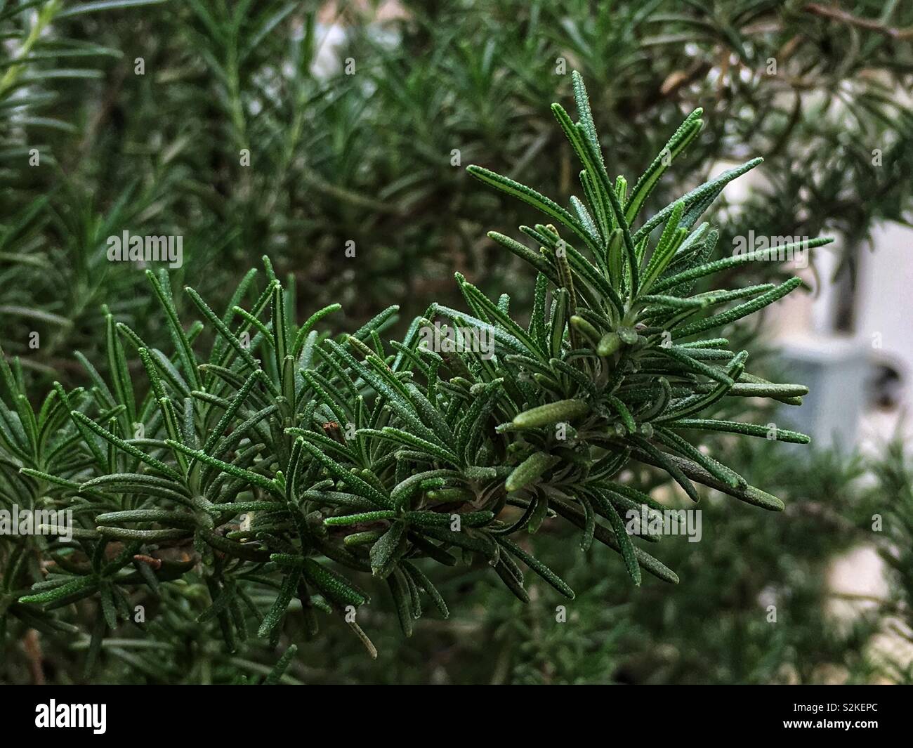 Fresh perfect aromatic rosemary spring, Rosmarinus officinalis ...