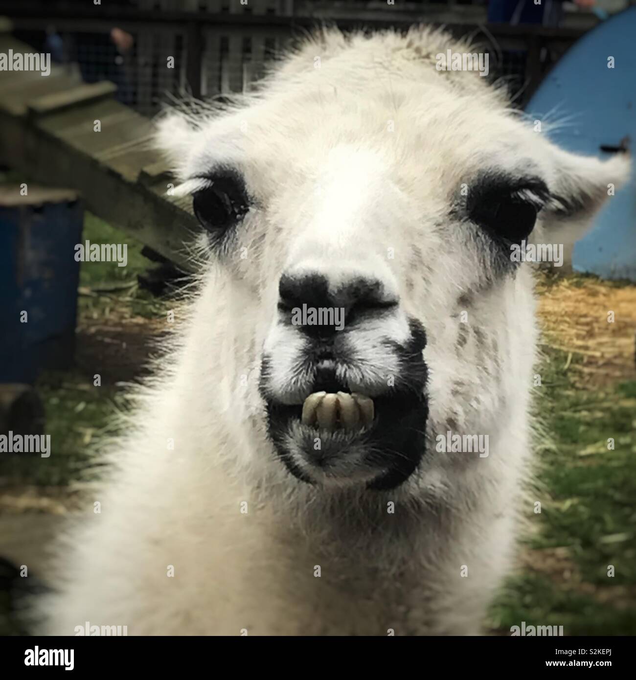 Llama teeth hi-res stock photography and images - Alamy