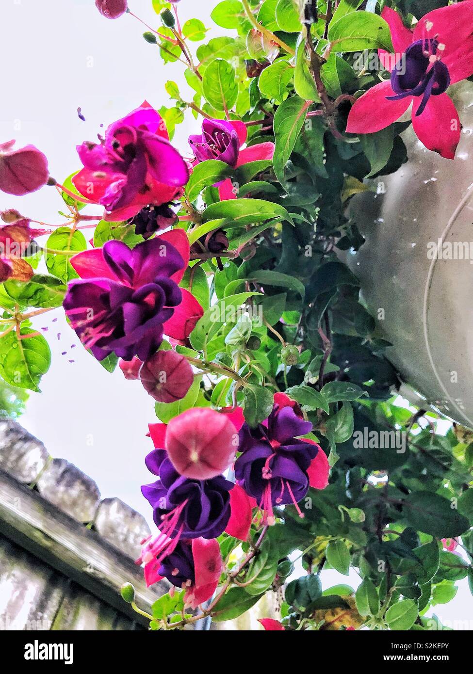 Fuschia plants hi-res stock photography and images - Alamy