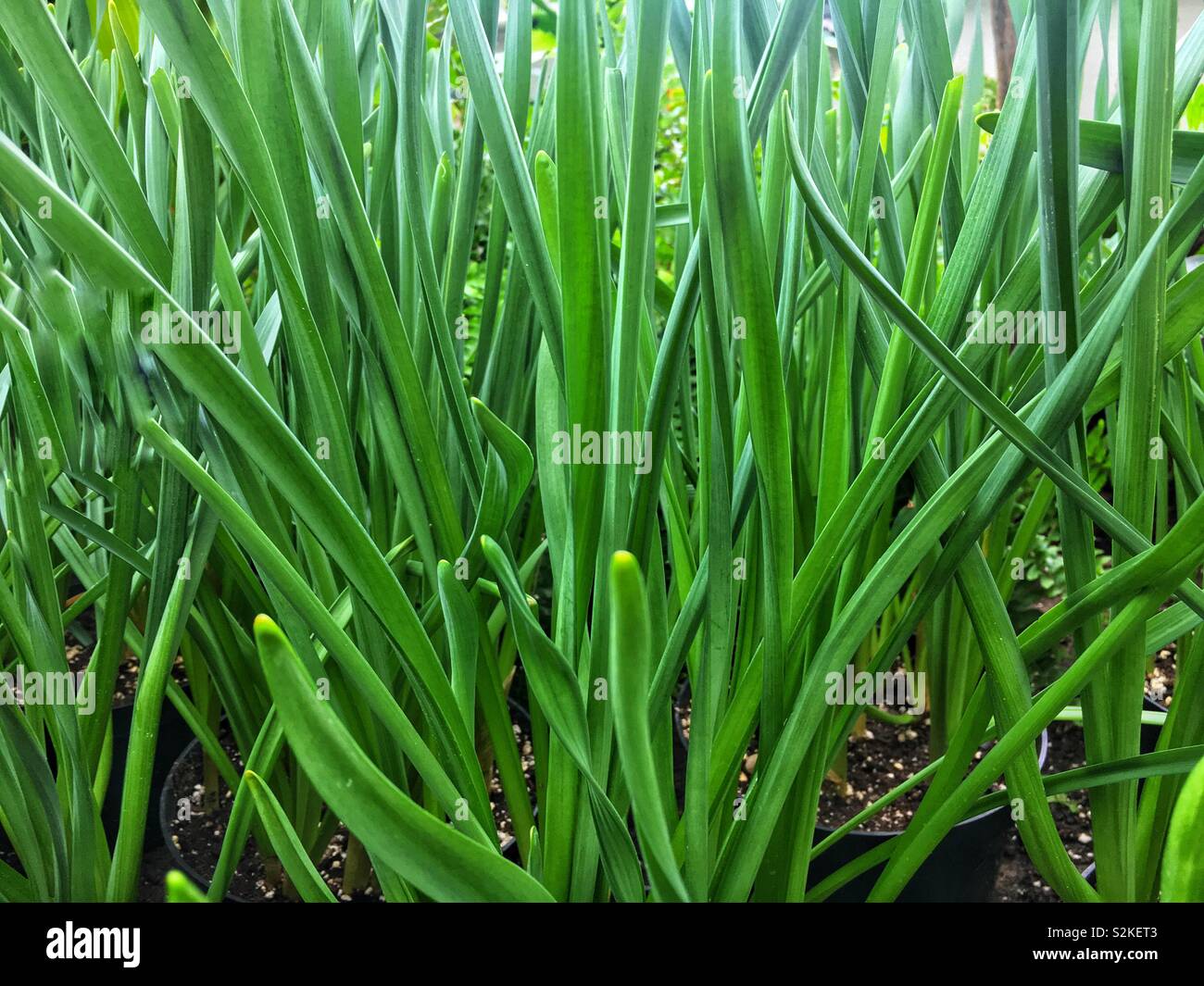 Full frame of fresh lush green daffodil leaves and foliage Stock Photo ...