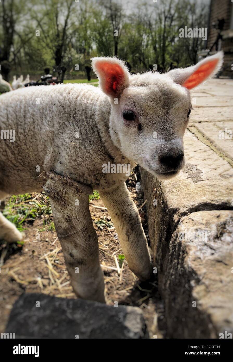 Lamb with broken legs with cast plaster Stock Photo - Alamy