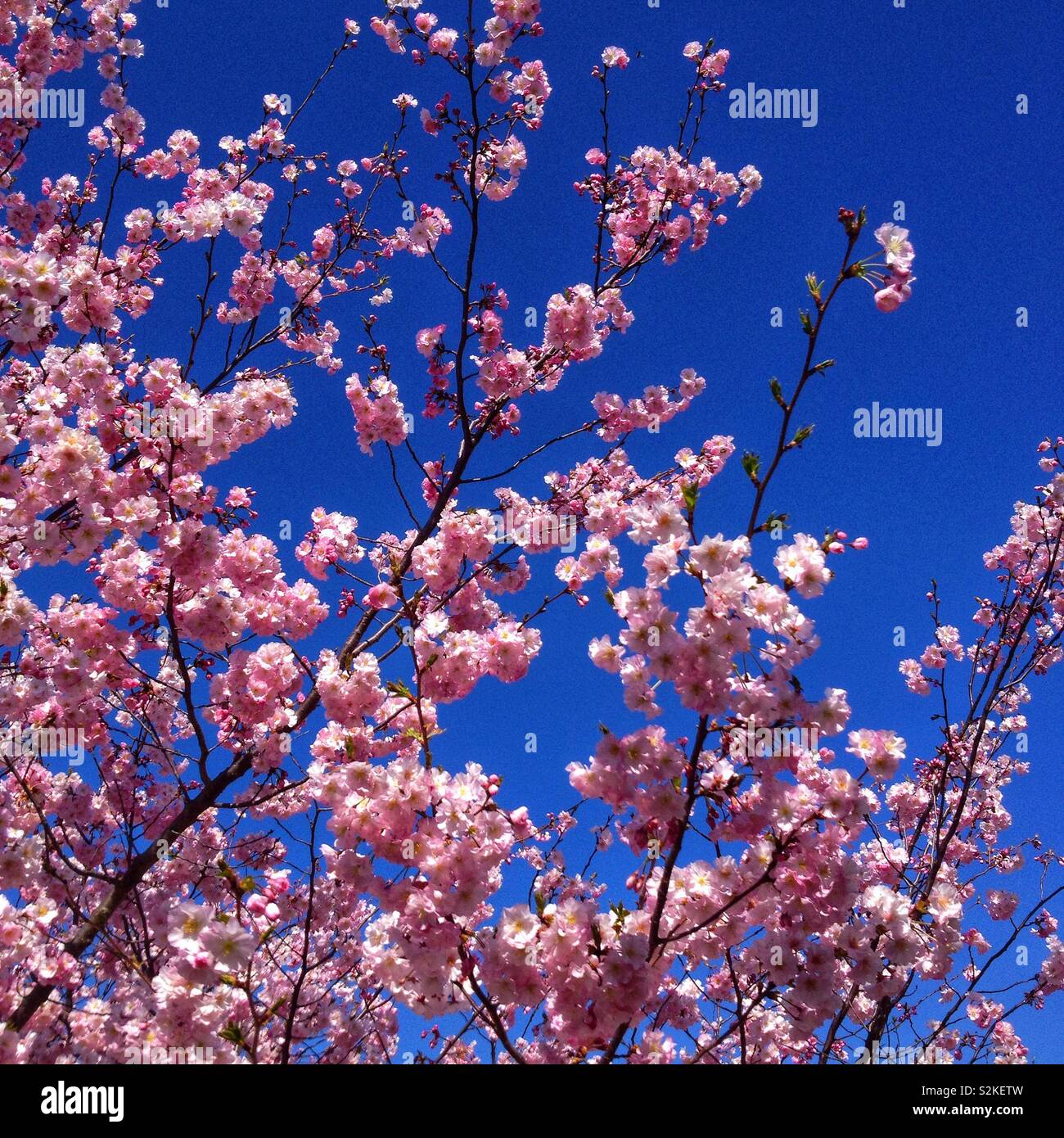 Ornamental apple tree hi-res stock photography and images - Alamy