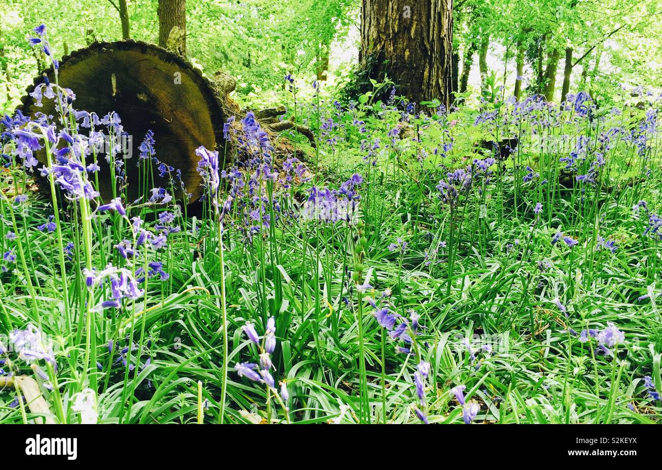 Bluebells growing around fallen tree Stock Photo - Alamy