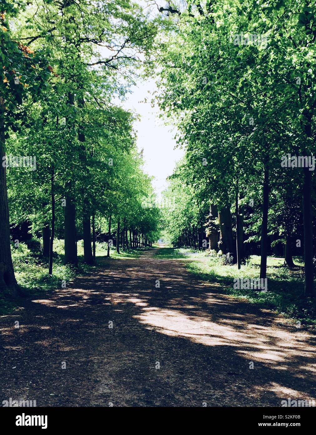 Tree lined path Stock Photo - Alamy