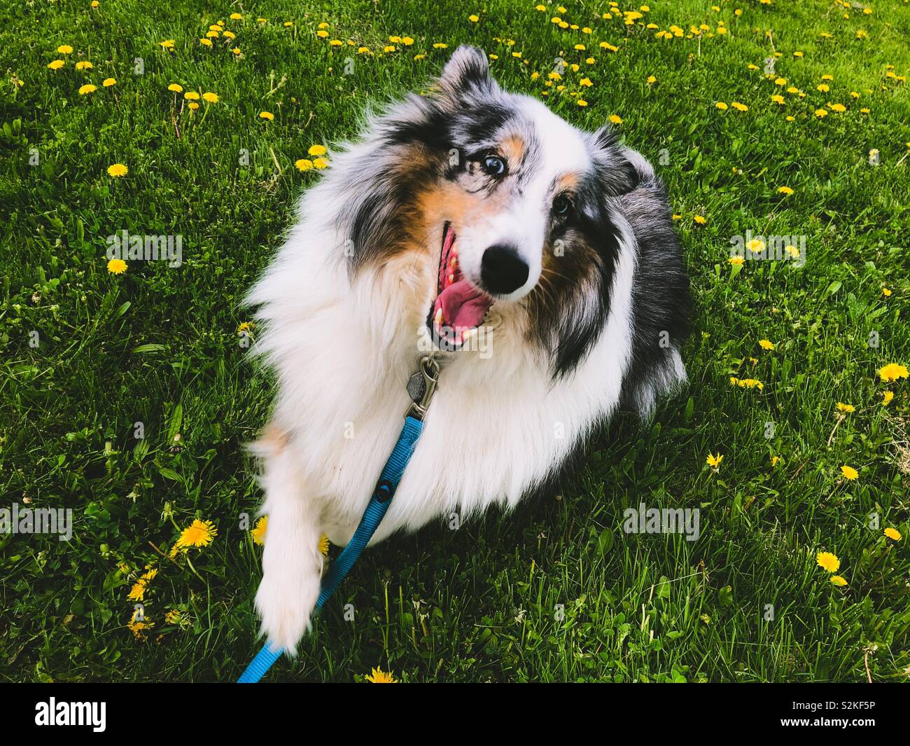 Blue merle sheltie hi-res stock photography and images - Alamy