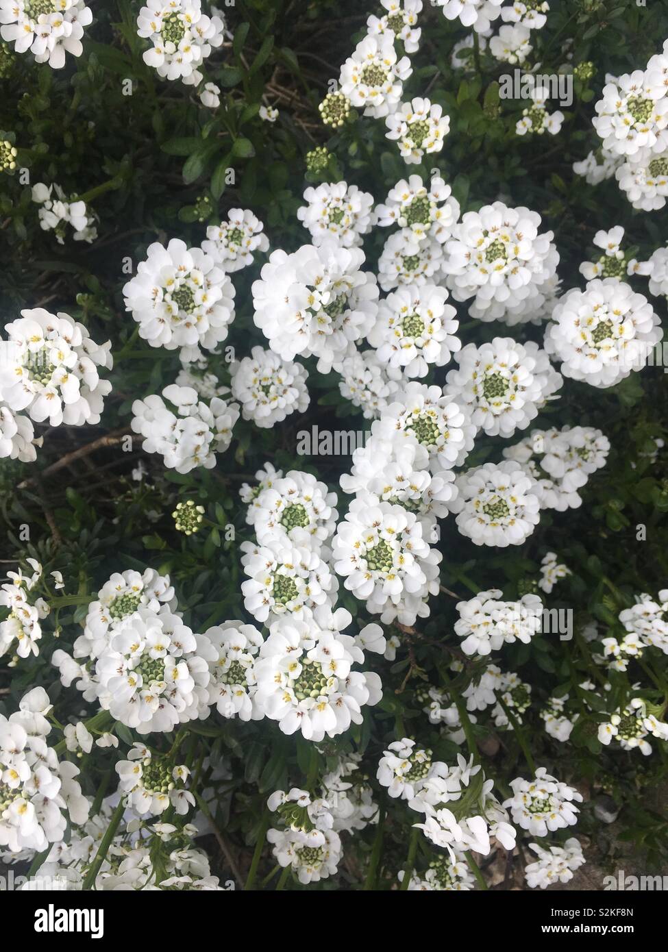 White flower shrub plant Stock Photo - Alamy