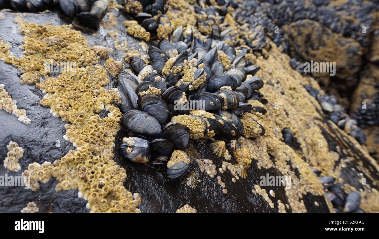 Muscles by the sea Stock Photo - Alamy
