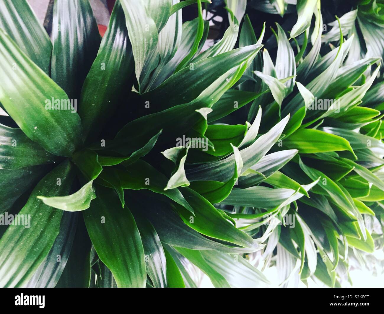 Naturals hi-res stock photography and images - Alamy