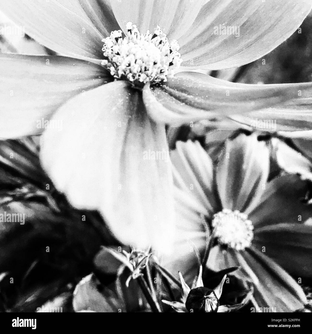 Cosmos black and hi-res stock photography and images - Alamy