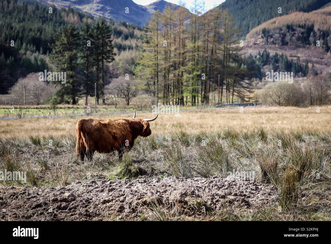 Angus the Highland Cow Stock Photo - Alamy