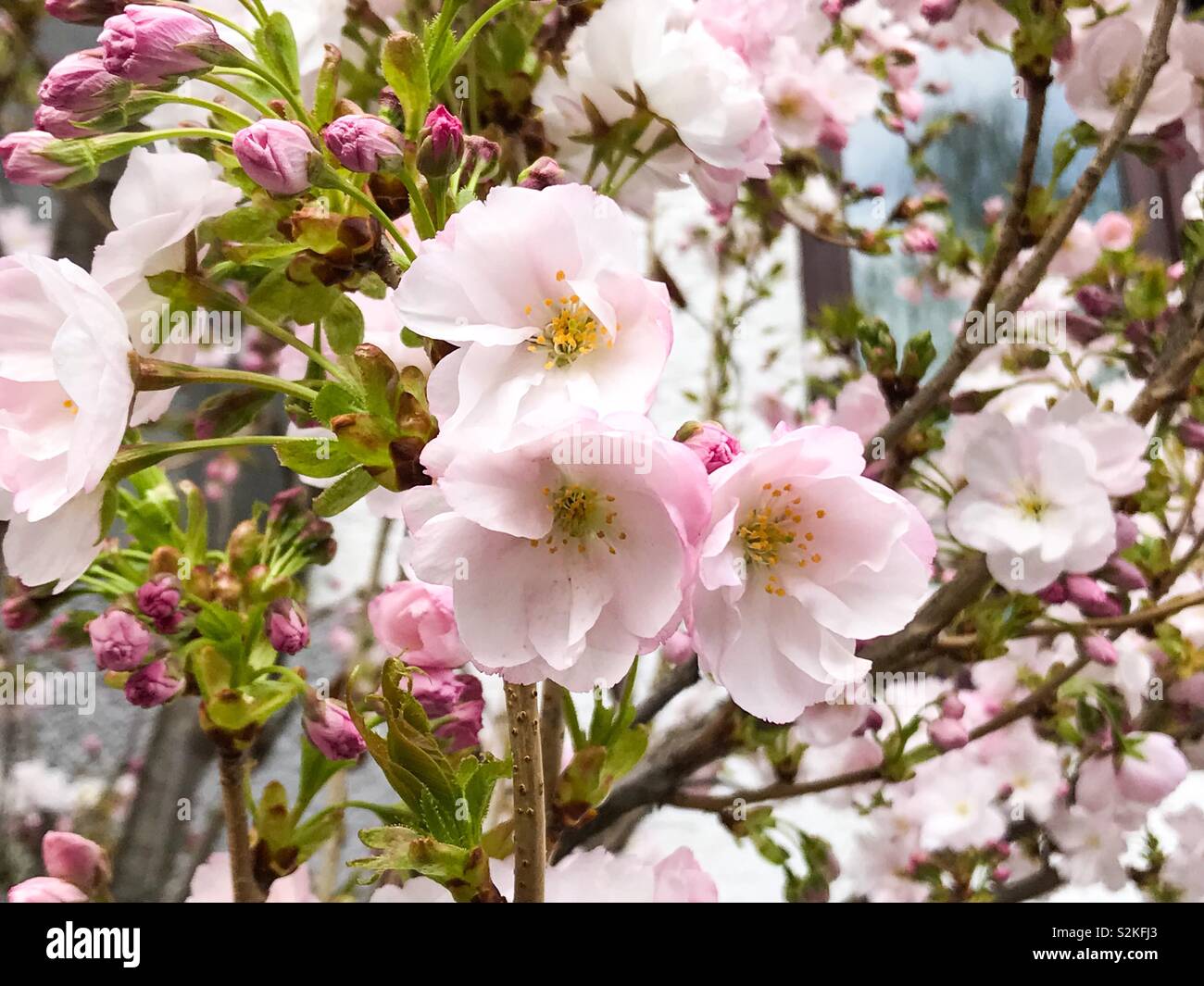 Spring Flowers on a tree branch Stock Photo - Alamy
