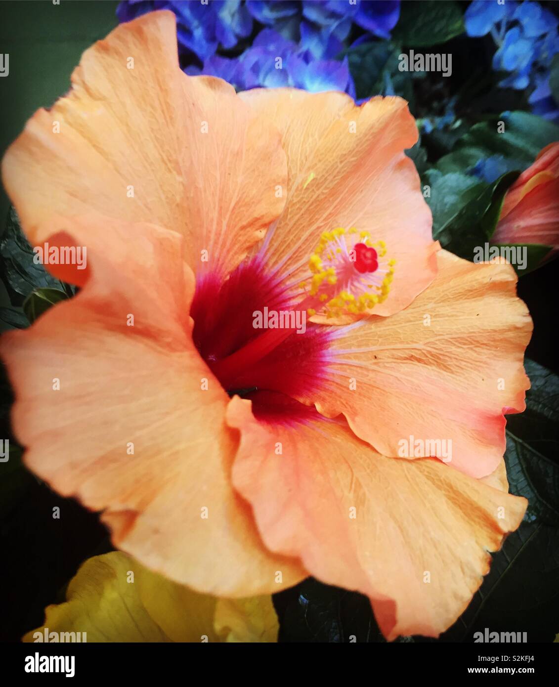 Orange color hibiscus hi-res stock photography and images - Alamy