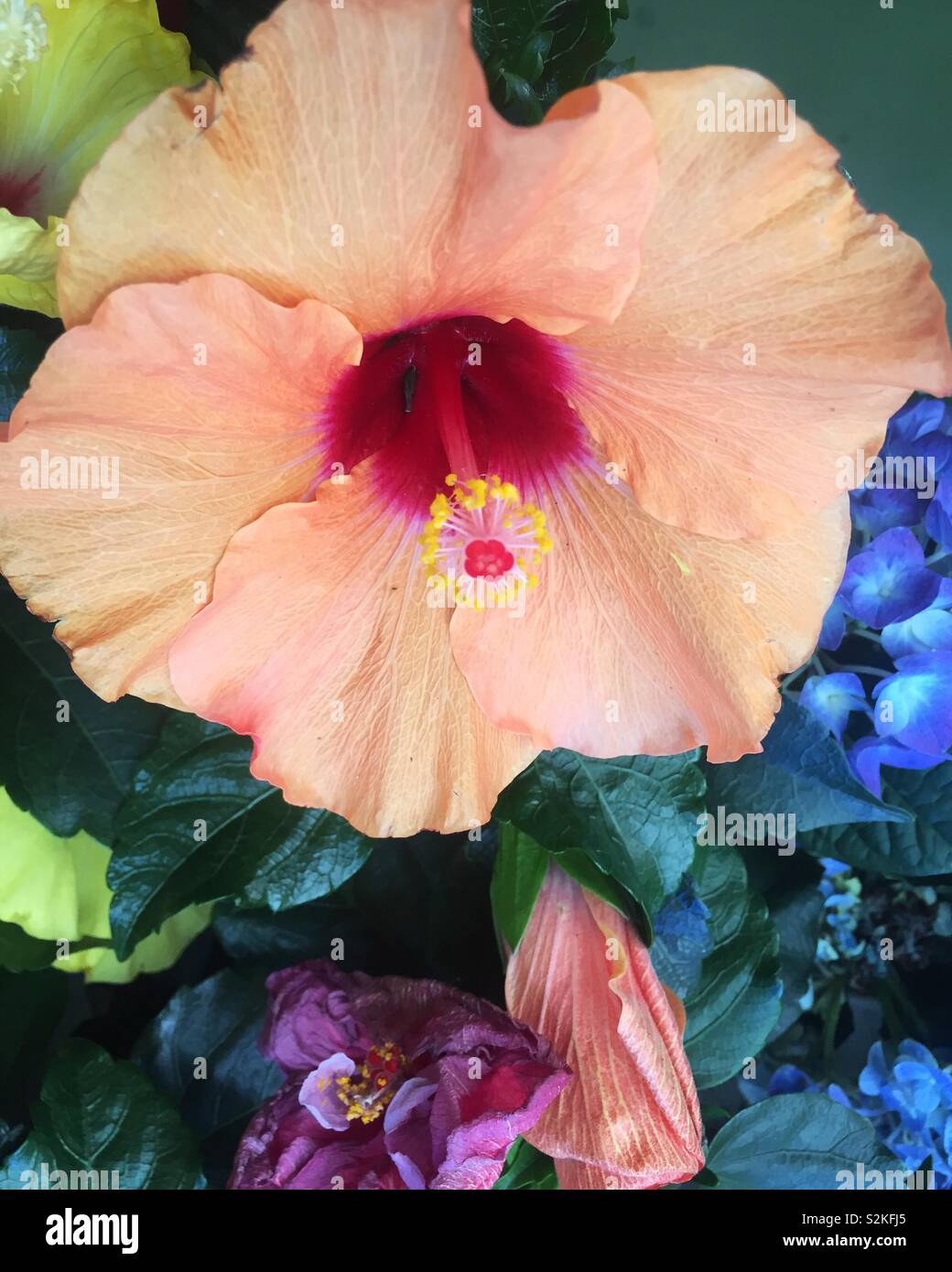 Hibiscus color hi-res stock photography and images - Alamy