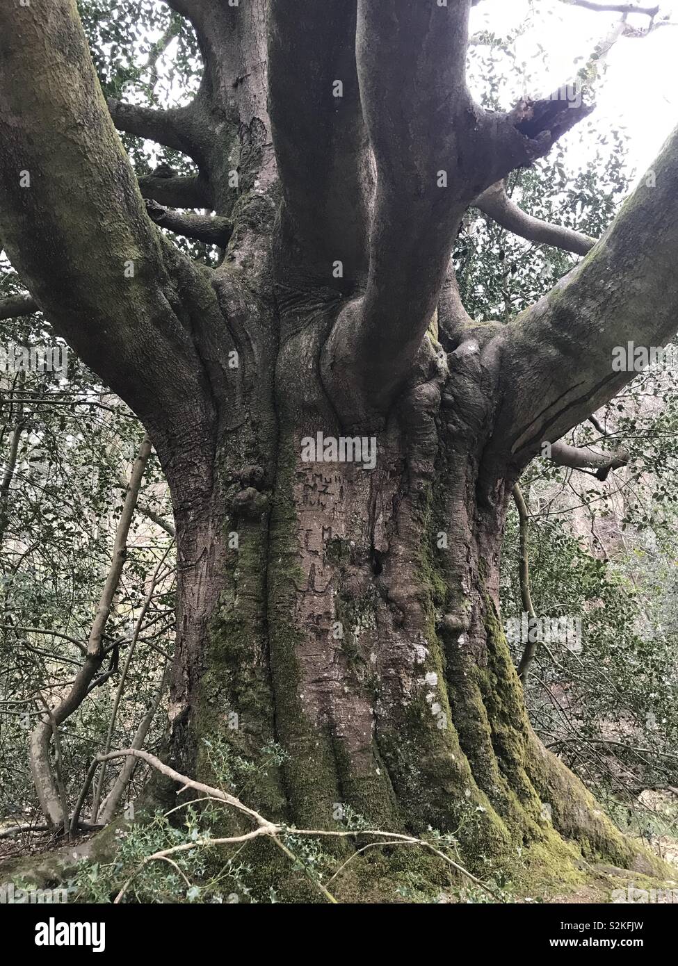 Spooky tree bark hi-res stock photography and images - Alamy