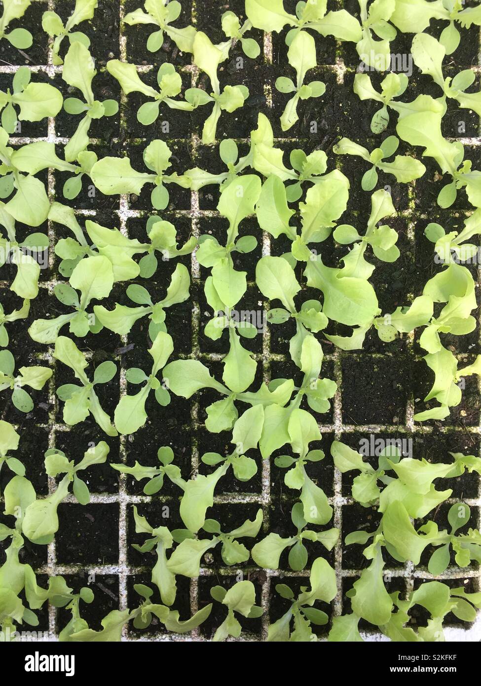 Baby lettuce hi-res stock photography and images - Alamy