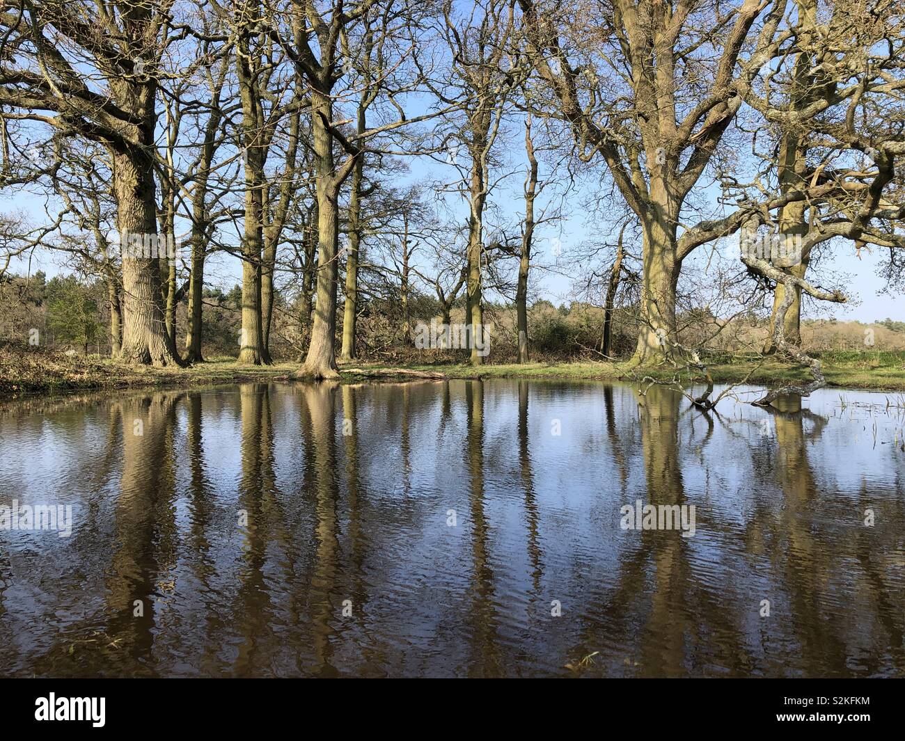 Sulham Woods High Resolution Stock Photography and Images - Alamy