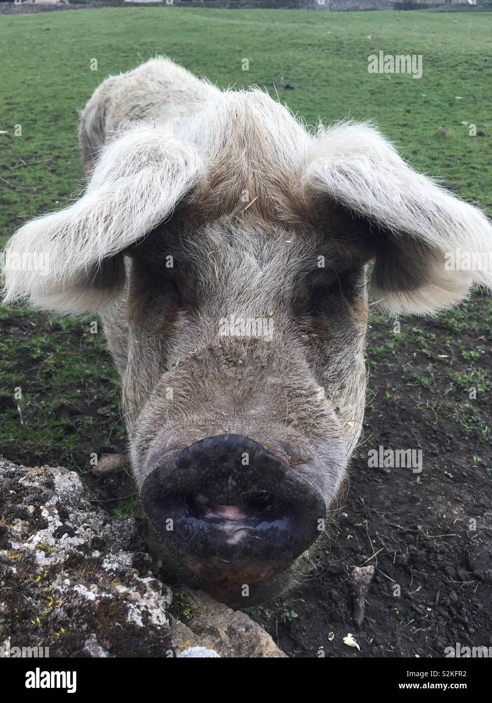 Pig with floppy ears hi-res stock photography and images - Alamy