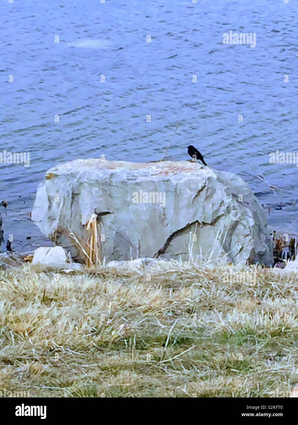 Bird on a Rock Stock Photo - Alamy