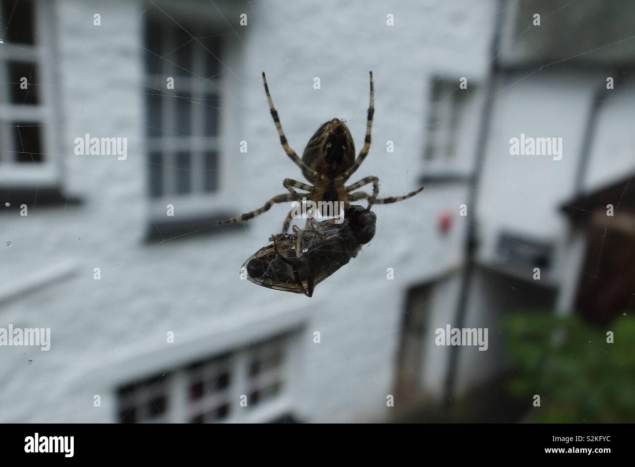 Spider fly hi-res stock photography and images - Alamy