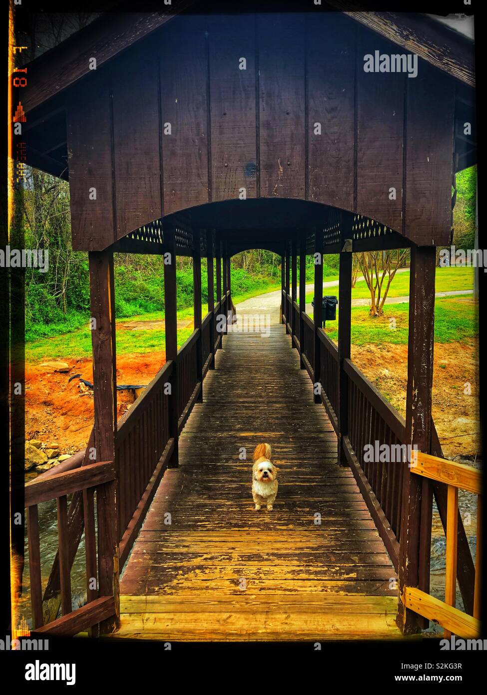 Covered walking bridge with the white dog Stock Photo - Alamy