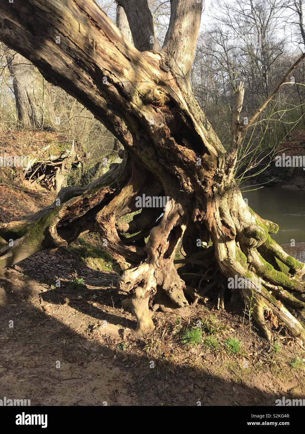 Twisted tree hi-res stock photography and images - Alamy