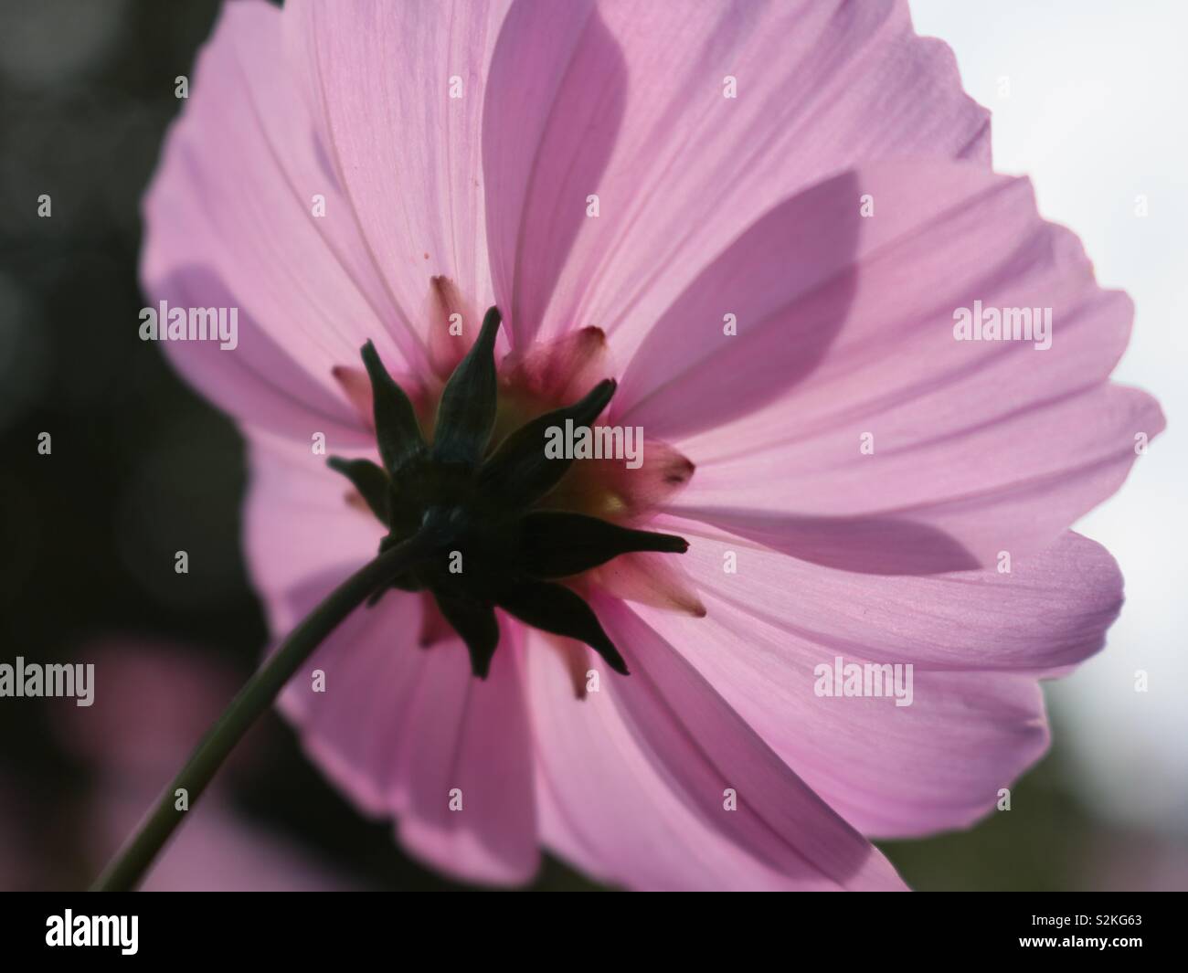 Flower from below Stock Photo - Alamy