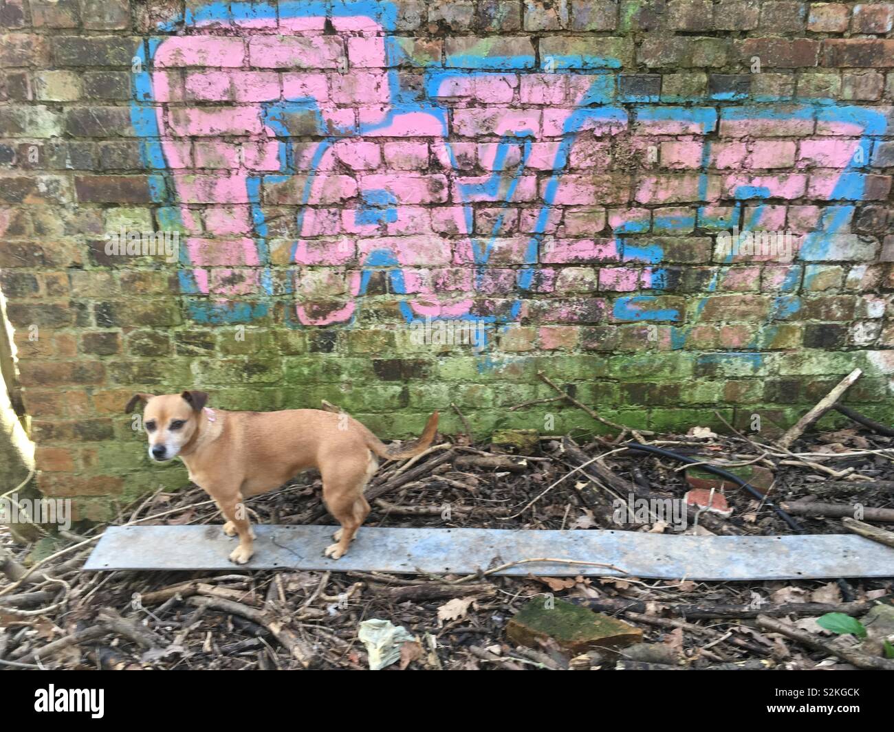 Graffiti Dog High Resolution Stock Photography and Images - Alamy