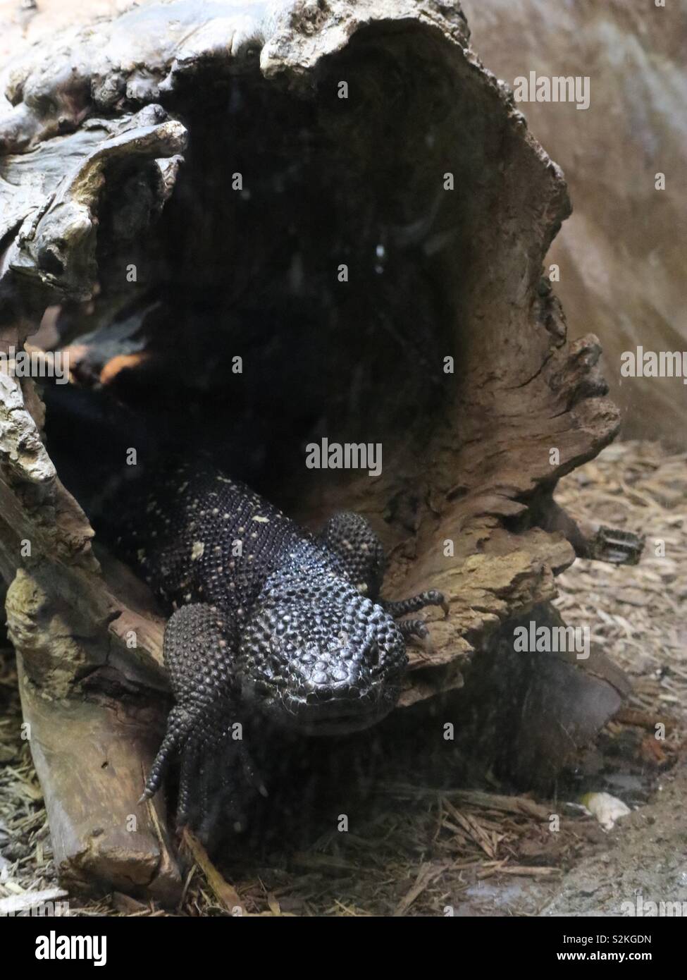 Lizzy lizard hi-res stock photography and images - Alamy