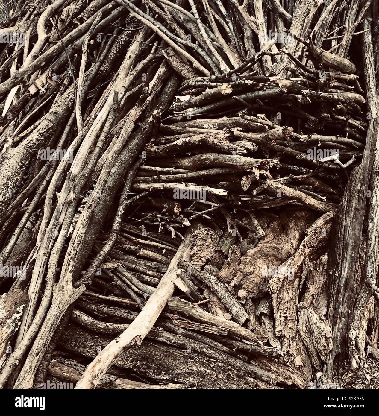 Intertwined nature hi-res stock photography and images - Alamy