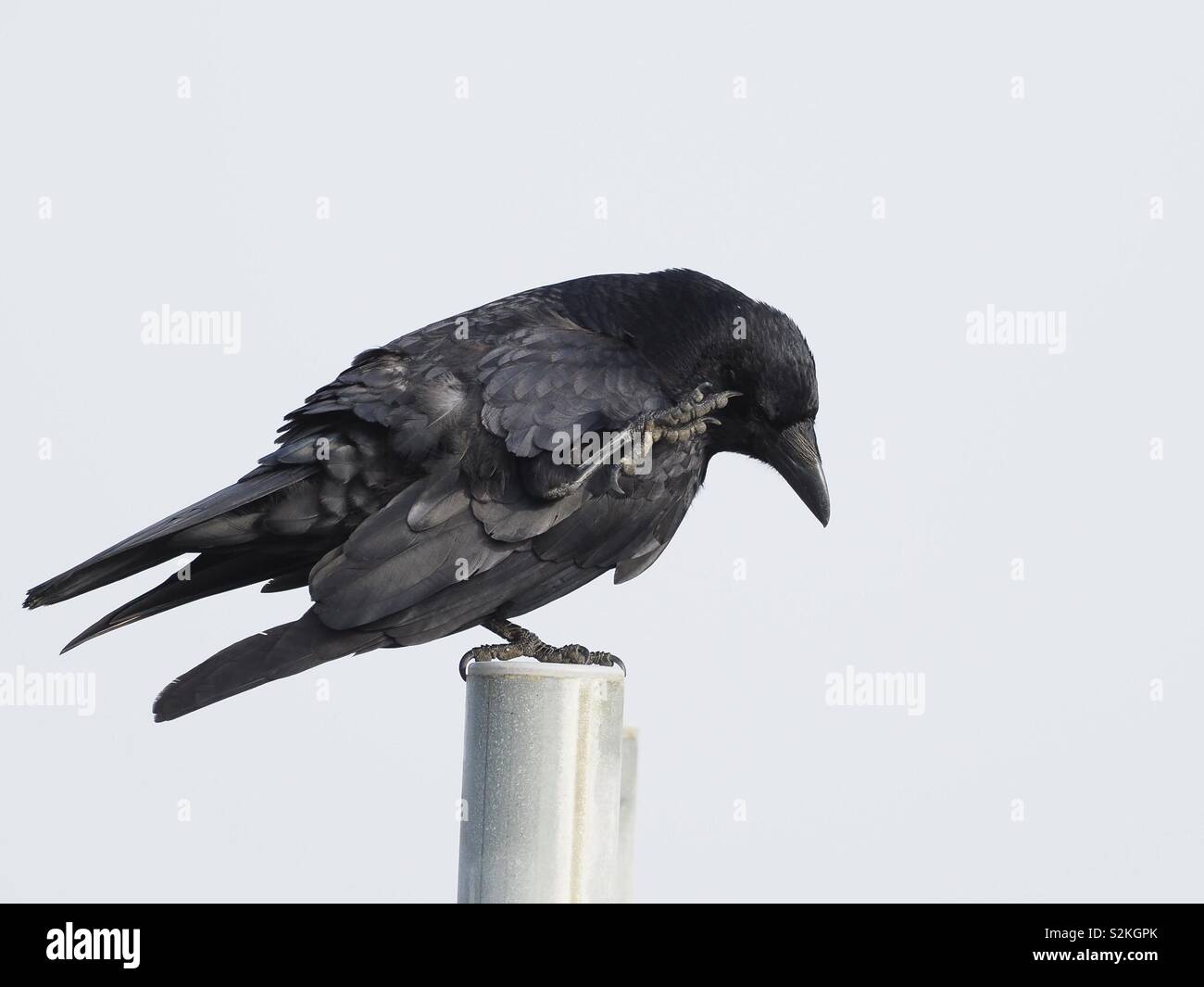 Shiny crow hi-res stock photography and images - Alamy