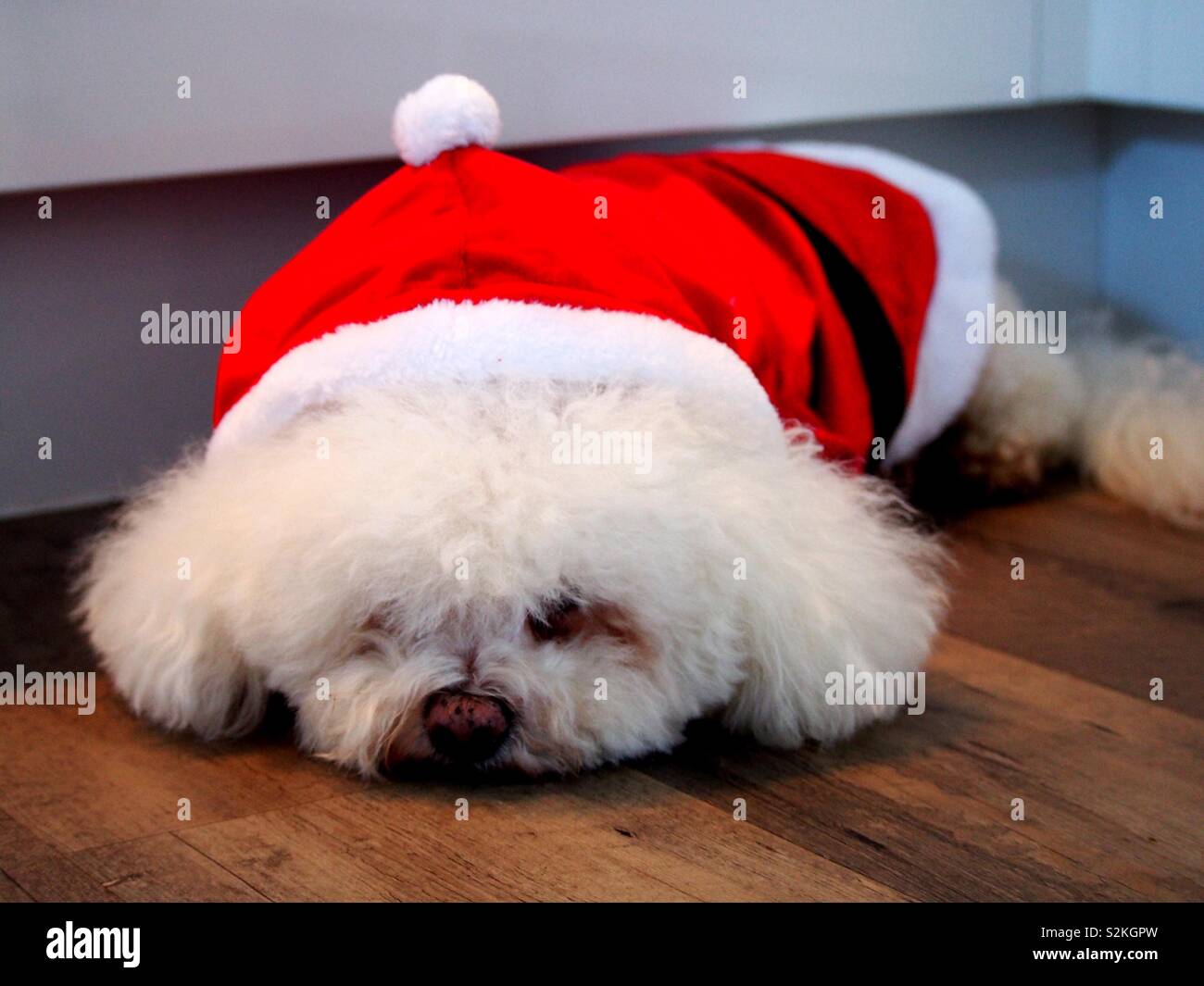 Grumpy dog hi-res stock photography and images - Alamy