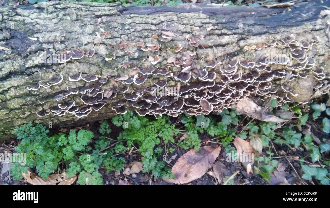 Fungus cluster hi-res stock photography and images - Alamy