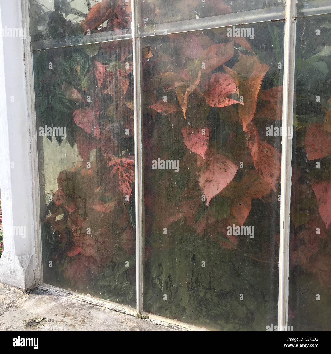 Misty Window in Lily House with leaves at Kew Gardens Stock Photo - Alamy