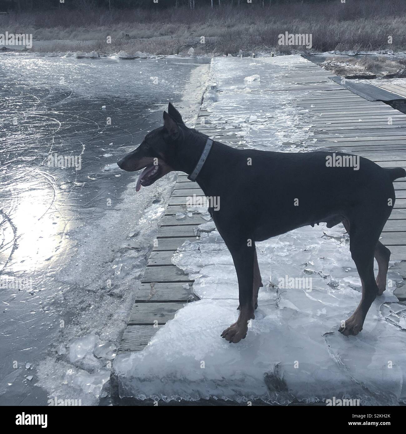 Winter doberman High Resolution Stock Photography and Images - Alamy
