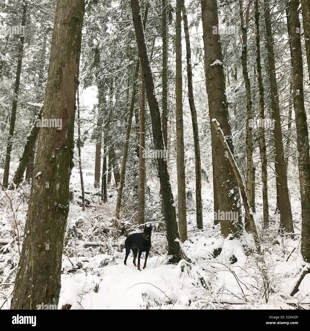 Winter doberman hi-res stock photography and images - Alamy